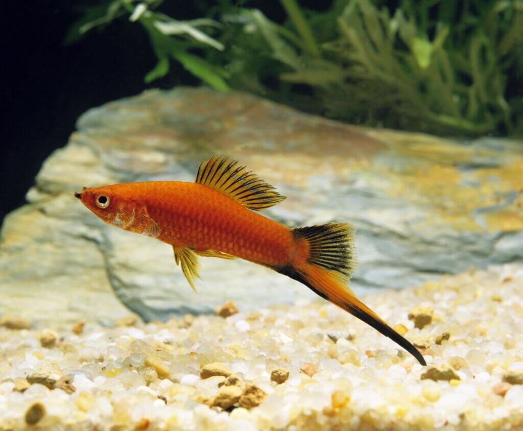 RED WAG SWORDTAILS / XIPHOPHORUS HELLERI – Ornamental Fish Imports