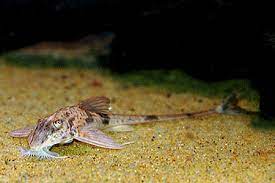 Royal Whiptail Catfish